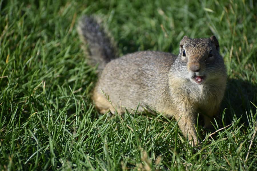 Nature Photography - How to Take Better Pictures of Animals - Beartooth ...
